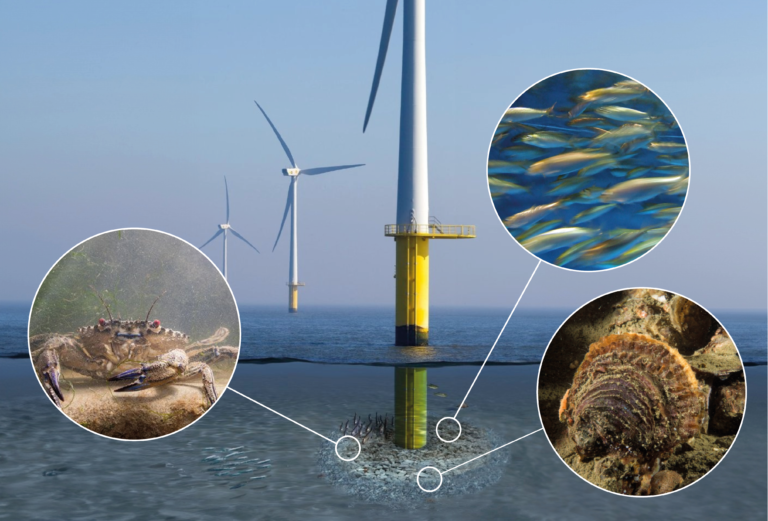 Biodiversity Enhancing Scour Protection - Mecal Nodes